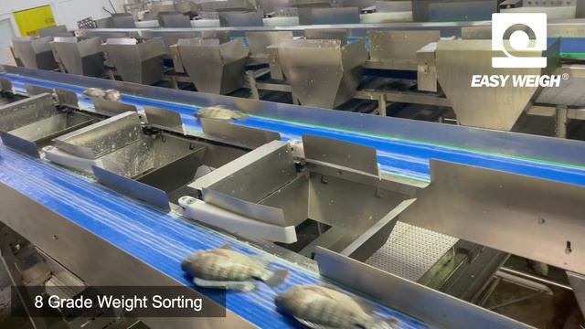 Весовой сортировщик ВЕСТАЛИНК - рыбная продукция. 8 градаций веса.