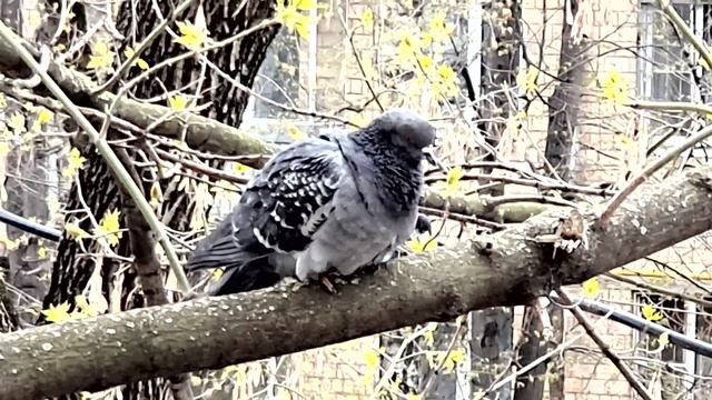 Голубь на дереве