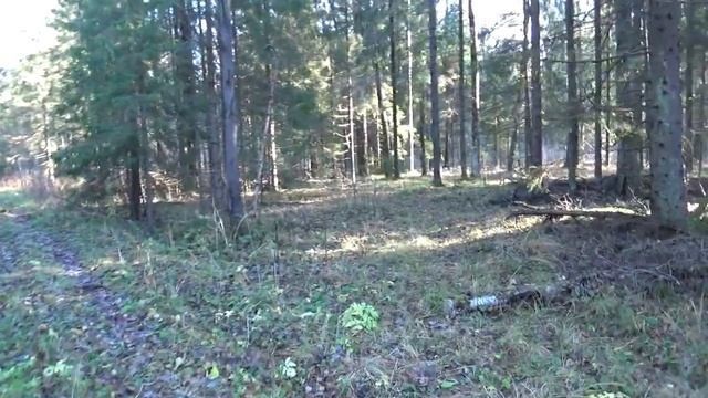 ОСЕННИЙ ПОХОД В ЛЕС  ..mp4