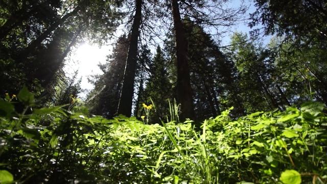 Параллельные миры – видеогид ОГБУ Облкомприрода