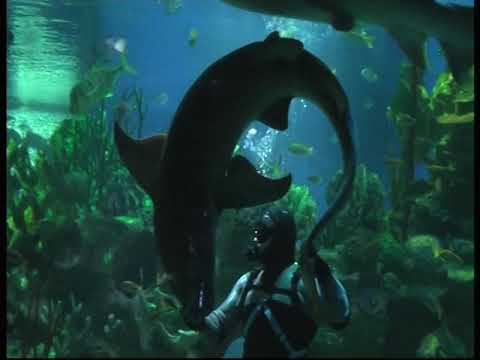 Океанариум. 30.01.2015 (ч.3)