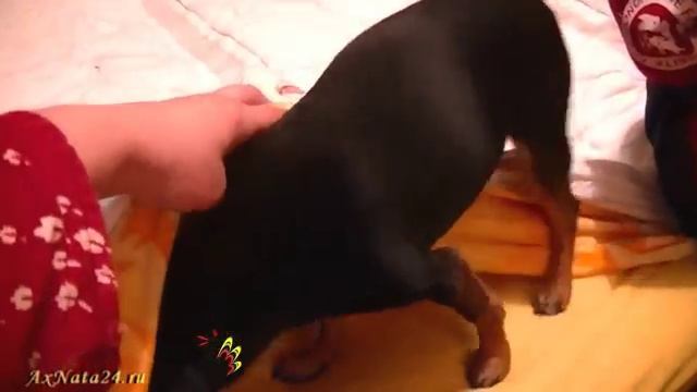 Красноярск.Джерри, ты был не прав, или во время просмотра 'Смешной Девчонки'.mp4