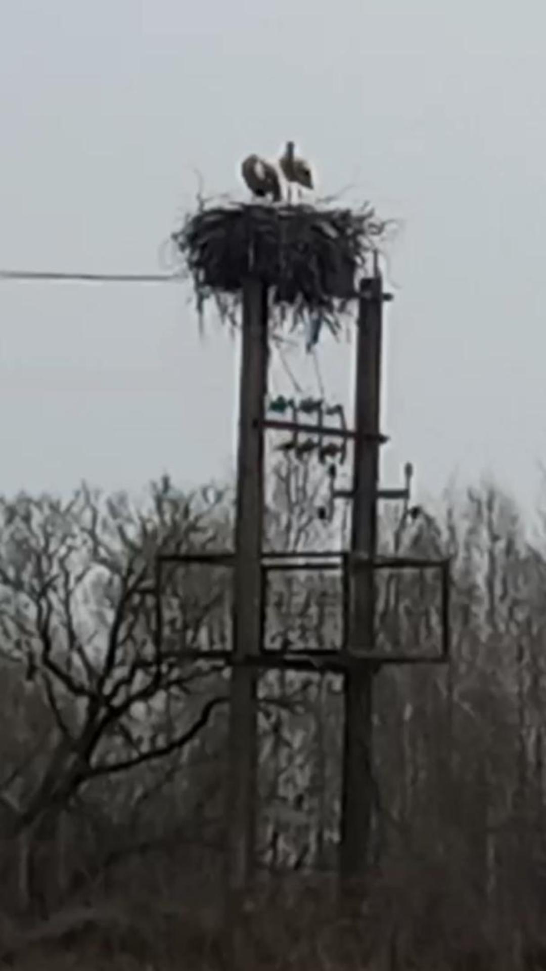 У аистов новоселье