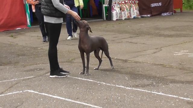 Ксолоитцкуинтли, выставка собак в Великом Новгороде 19 июня 2022