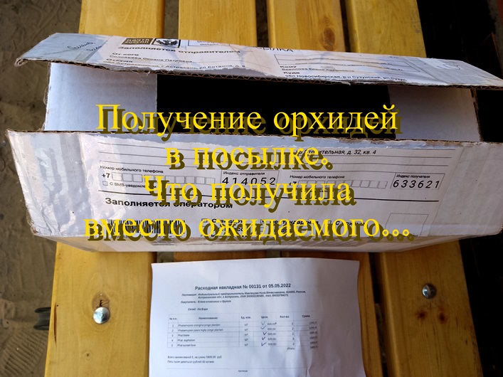 Орхидеи из посылки. Что получила вместо ожидаемого.