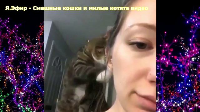 самые смешные приколы про животных, самые свежие приколы про животных, видео приколы про животных