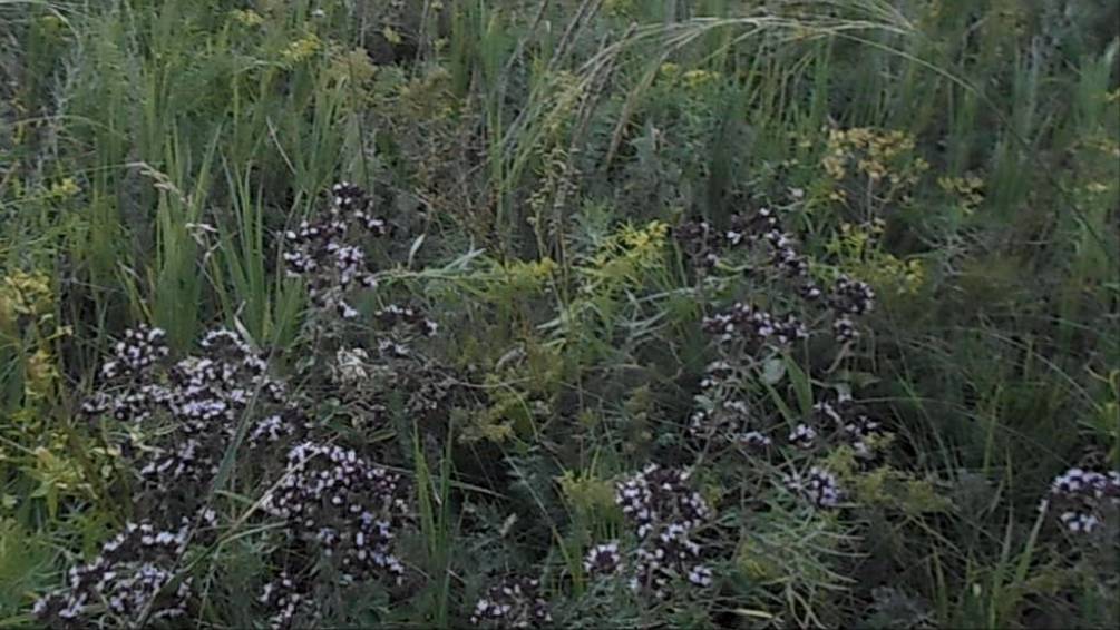 Душица – душу согревает