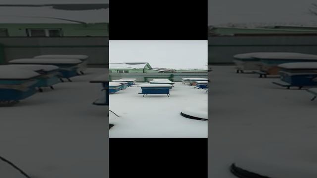 Сезон пчеловодства на Алтае, открыт))))