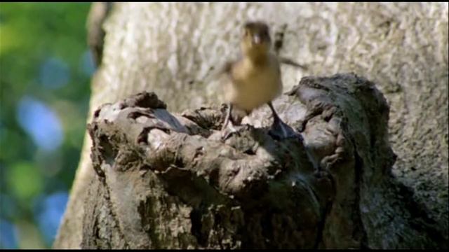 Enigma - The Child In Us