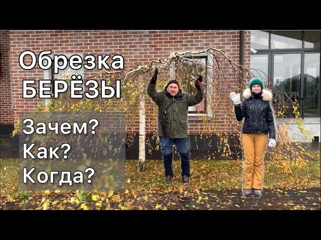 Как обрезать плакучую березу на штамбе. Сроки обрезки. Приёмы. Инструменты. Дневник садовода