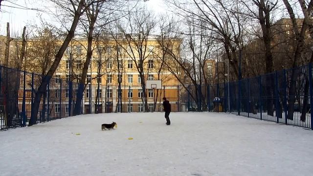 Фризби Вебстайл 2014 Галина и пемброк Арти.mp4