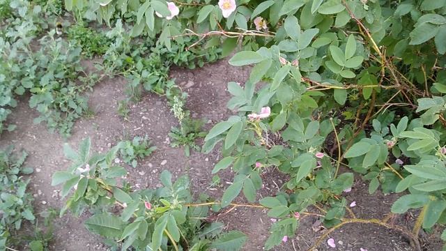 Сбор нектара с цветков шиповника