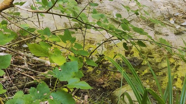 Отчёт по практике  "Приморский район Новороссийска" Черенкова