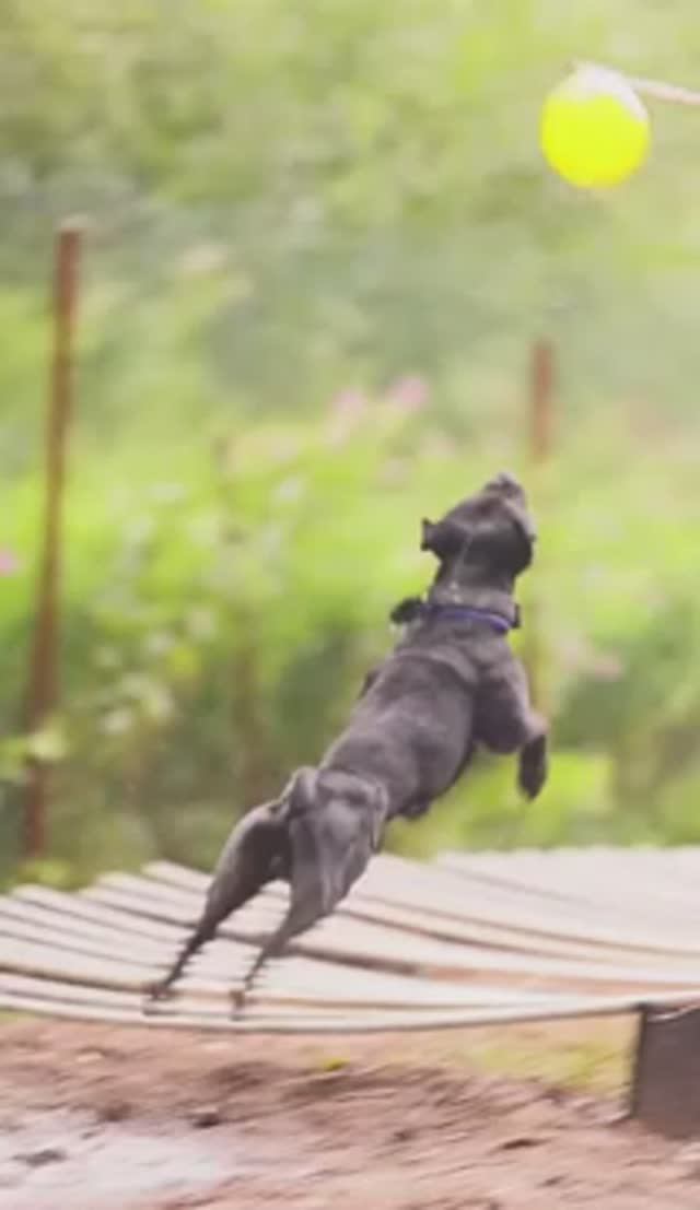 Питбуль Буцефал. Пит-стафф многоборье BULL GAMES 03.08.2024