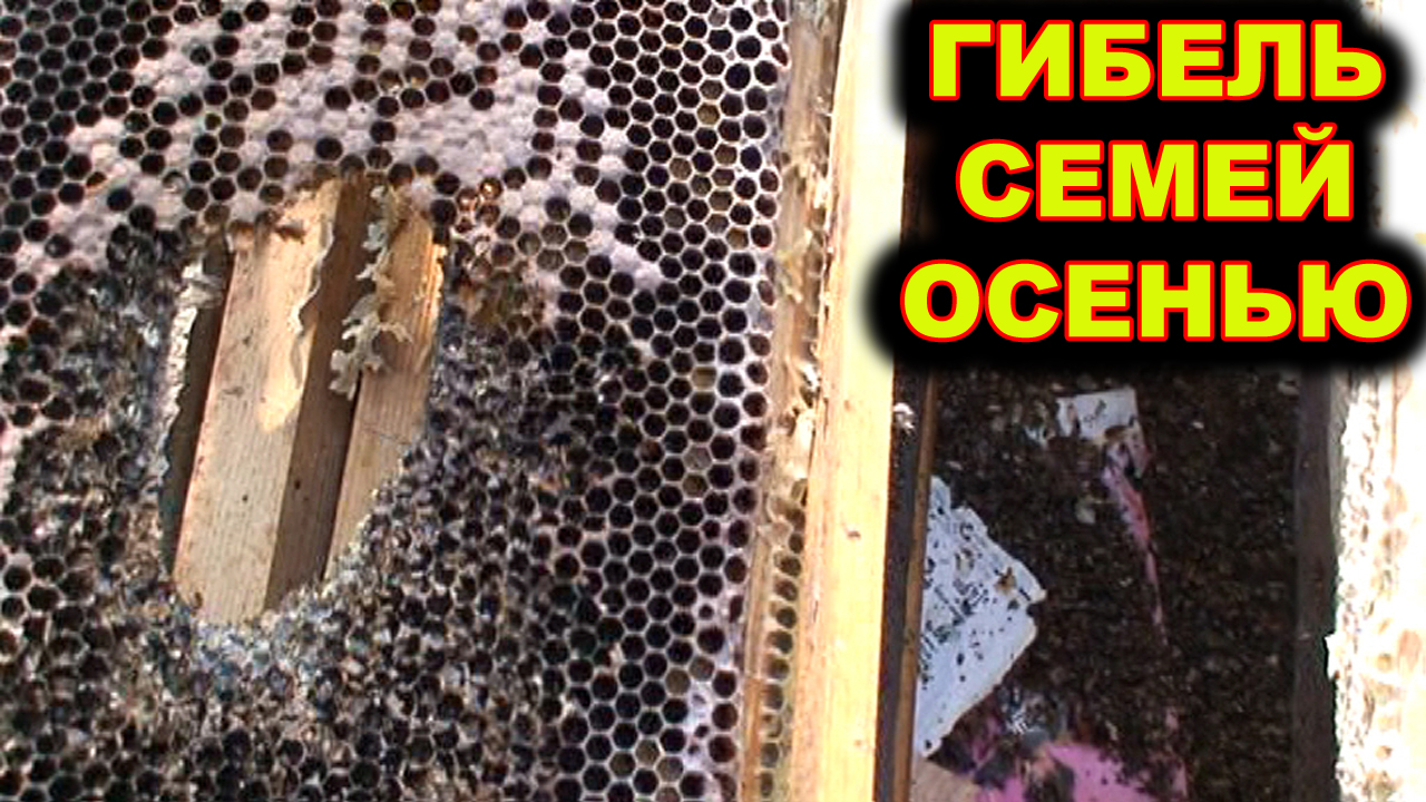 Гибель семей осенью. СПб.