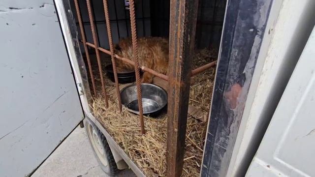 Напоить льва или как остаться без рук! Лев из Саратова переезд в Дино Волгоград