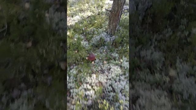 За белыми🌲