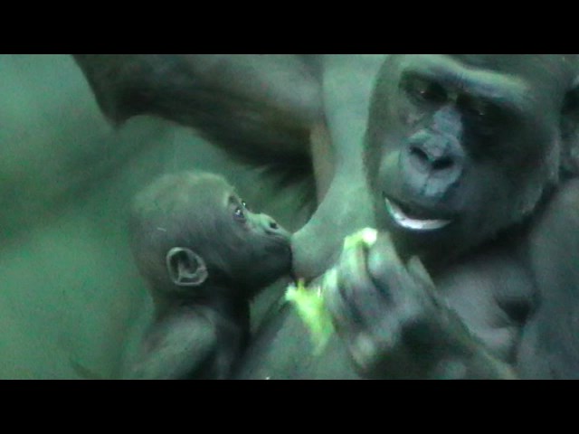 Мадонна с младенцем (Московский зоопарк)