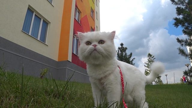 Прогулка Гоши на поводке.