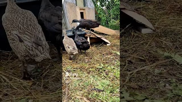 жизнь уток 1#the life of ducks #утки бегунки