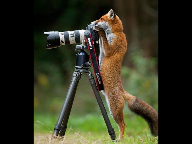 Создание Интро в школе видео.  #ВизуальныеЭффекты #КакСделатьИнтро