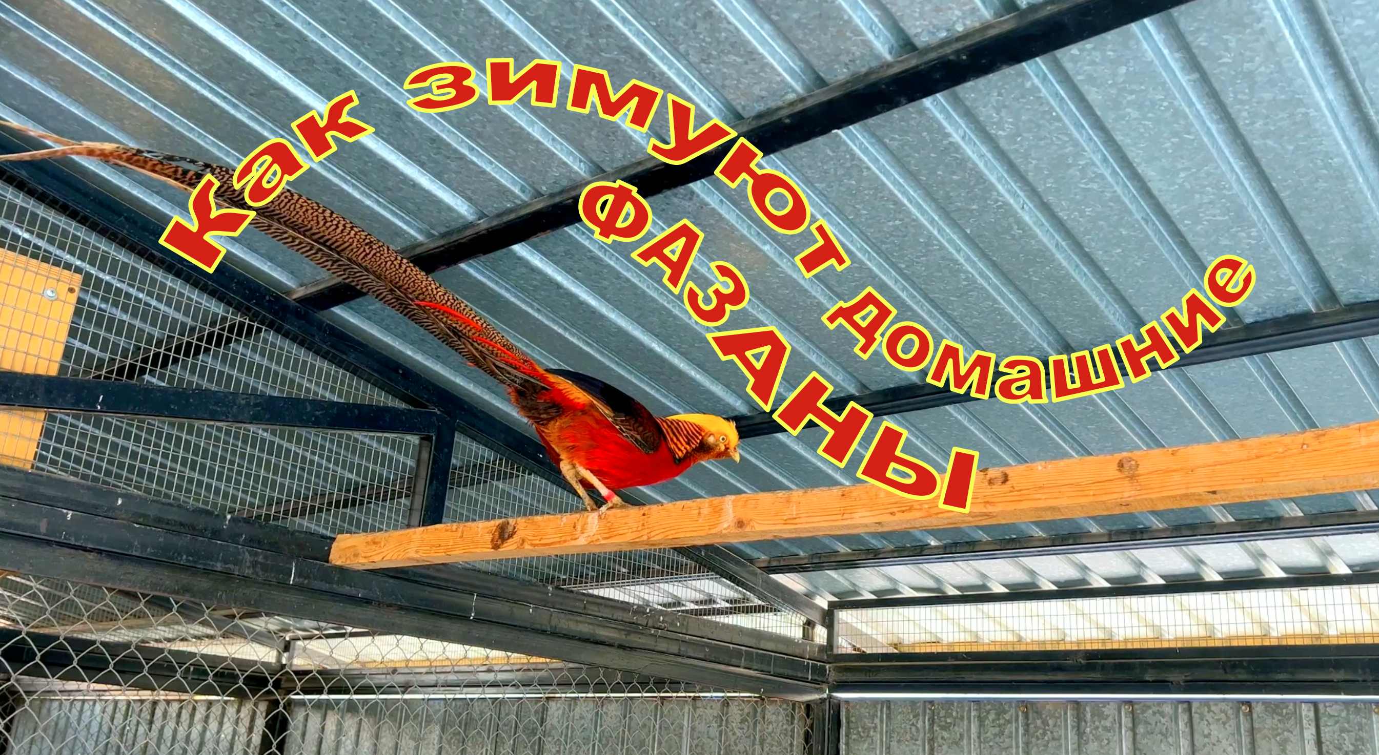 Домашние фазаны зимой.