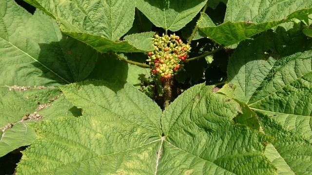 Заманиха ощетиненная (дат. Tornpanax, лат. Oplopanax horridus), Ботанический сад Орхус 27 июля 2022