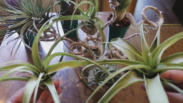 Тилландсии через 2 дня после распаковки