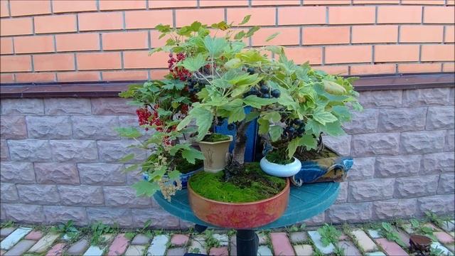 Бонсай из смородины самое большое разнообразие и количество в России лето 2022 год часть 5