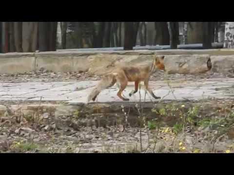 Лиса в МИФИ