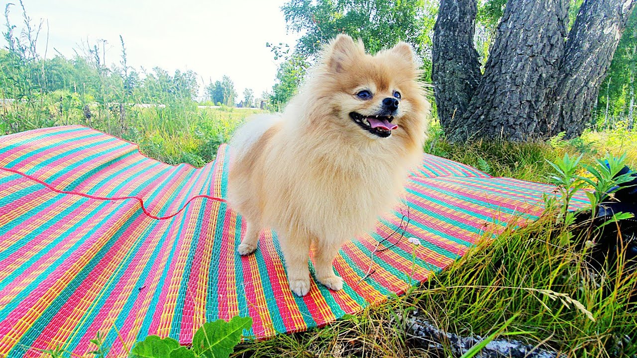 Дрессировка шпица на природе!