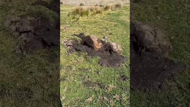 кабан принимает грязевые ванны