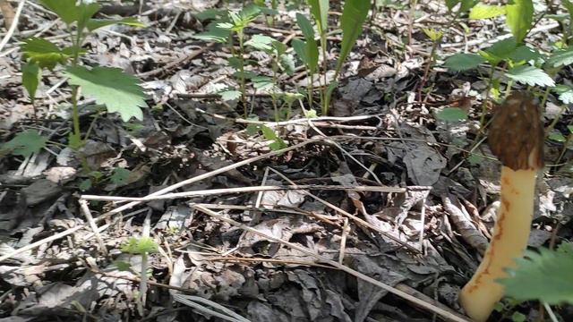 Сморчки 22.05.22г.