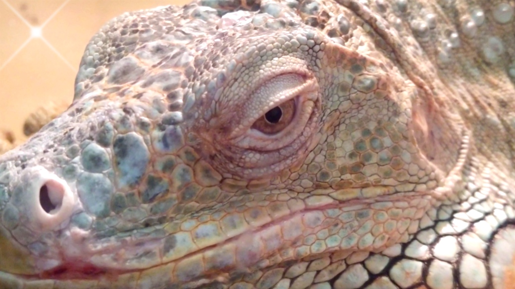 Игуана пришла на лекцию и уснула ?