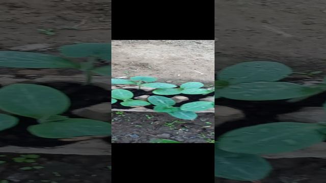 Что растет в моем парнике 06,06,2024