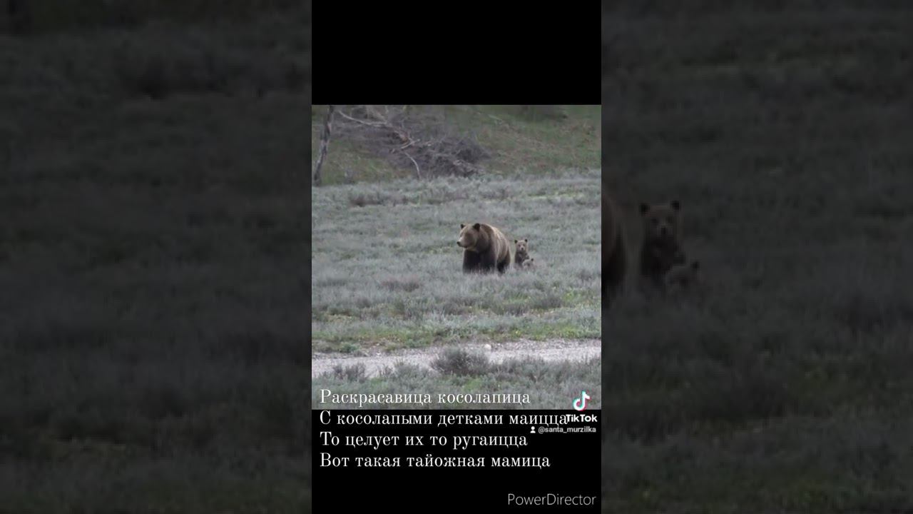 Живое в Животных :)