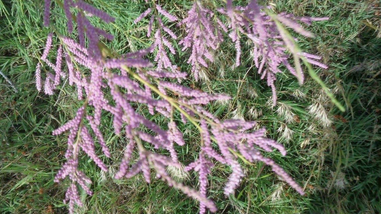 цветы Крыма