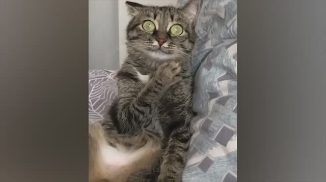 Приколы с котами и собаками #32