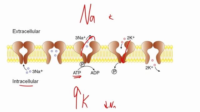 USMLE RX - 1.Биохимия - 1.Клеточная -1 6.Натриево-калиевый насос