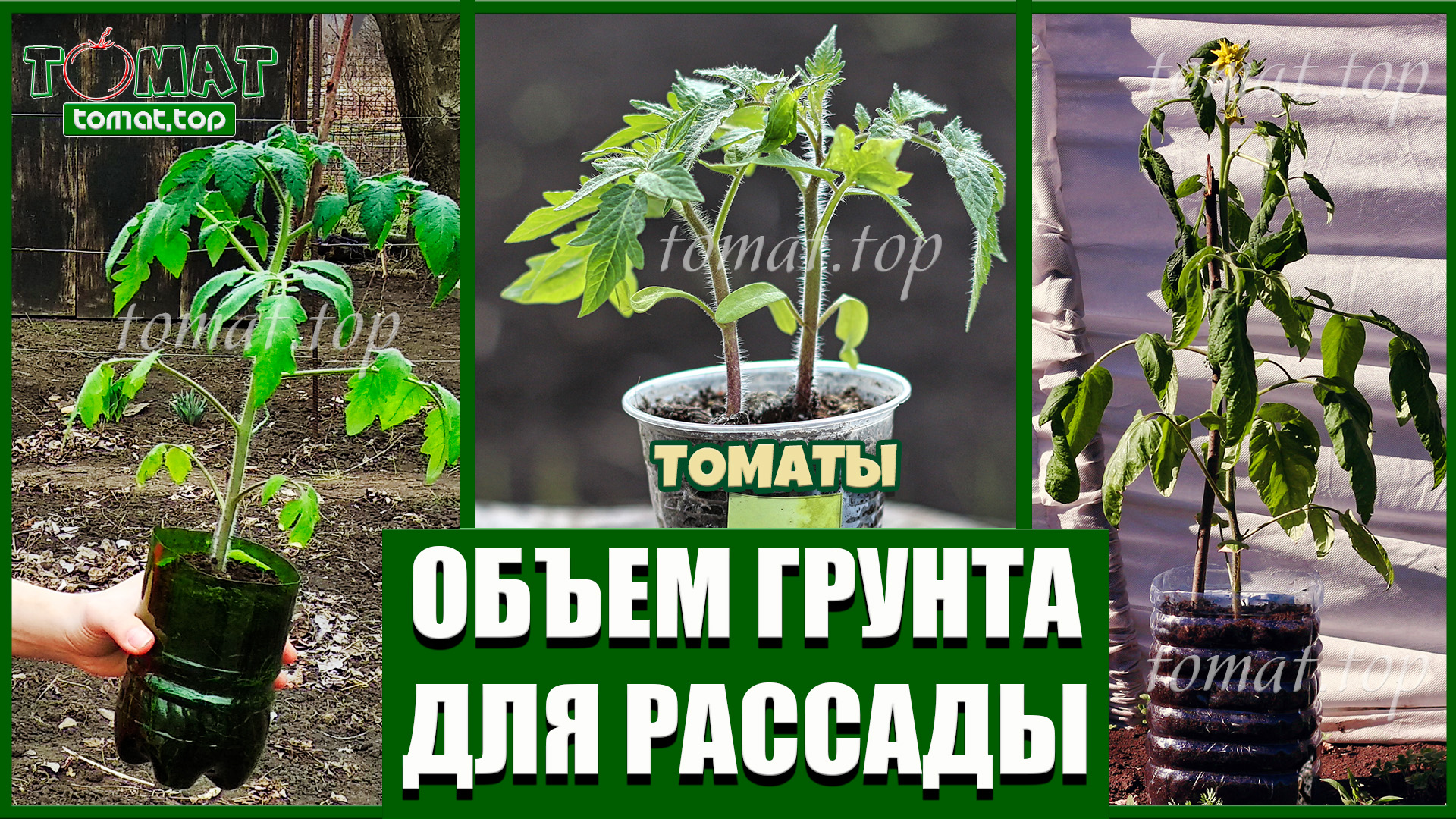 Какой нужен объем грунта для рассады томатов при выращивании в квартире? Минимальный объем грунта