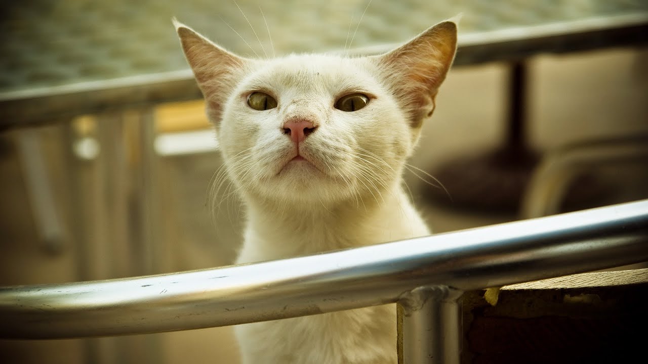 …Пожалуй, в каждом из нас есть немного от кошки  Кошачья грация, кошачий ум, кошачья независимость….