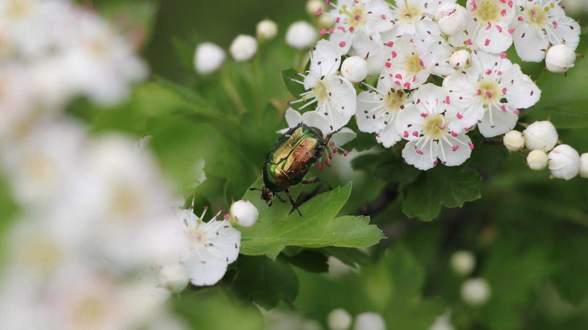 В цветущем саду. Соловей, бронзовка на боярышнике, барвинки