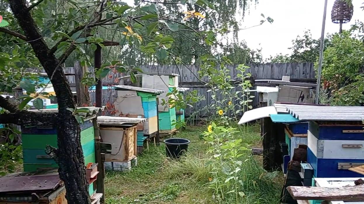 Состояние Пасеки на 29.07.2024 года