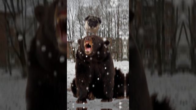 Новогодний Эдит С наступающим новым годом!! #shorts