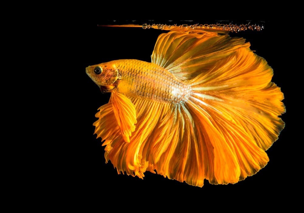 Петушок HalfMoon ЗОЛОТОЙ. Ответы на вопросы подписчиков