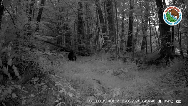 Медвежата. Заповредник "Большая Кокшага"
