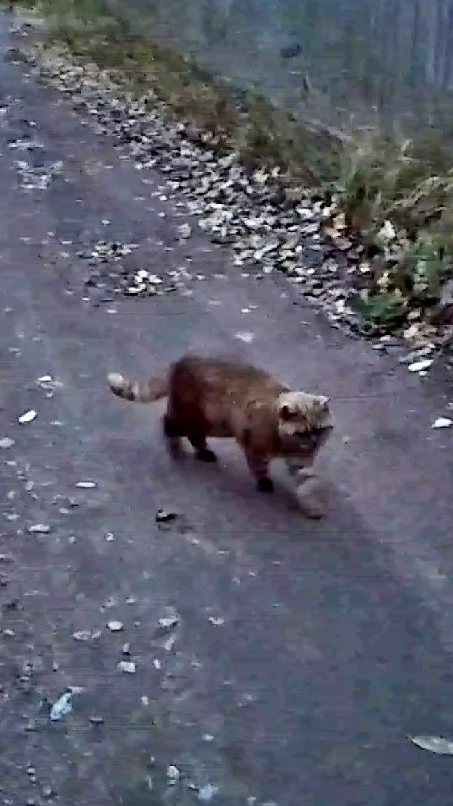 Гуляем с котом как с собакой
