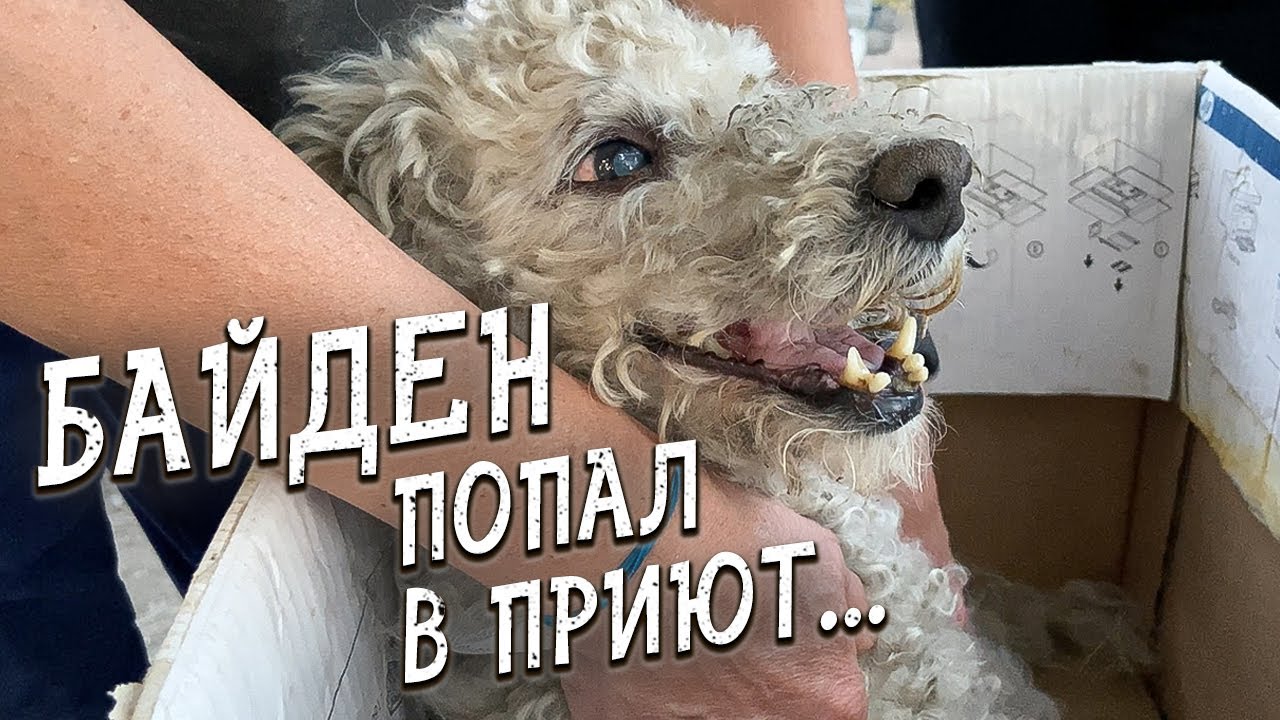 Спасение животных _ Байден в приюте для животных