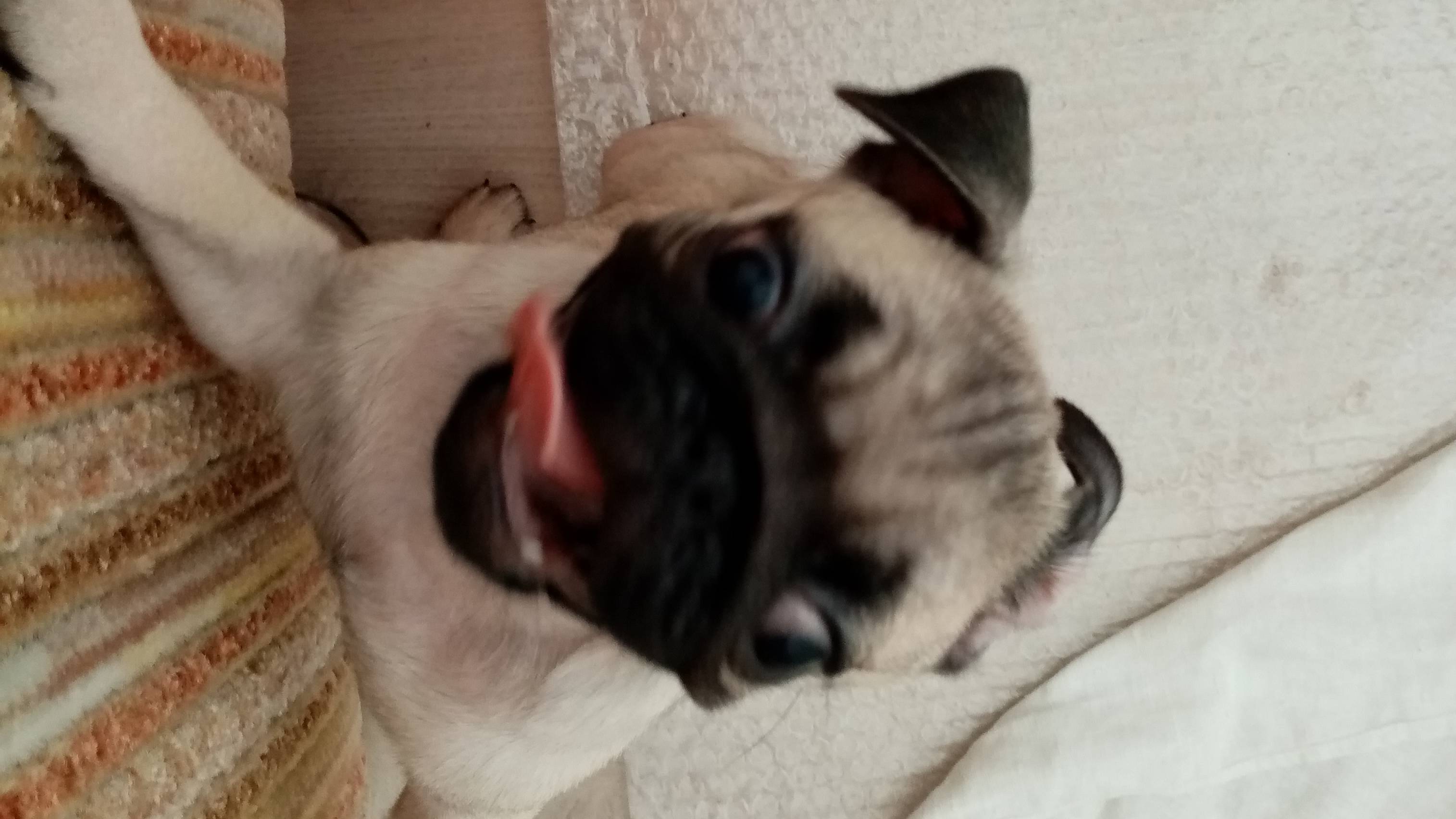 Чужак#Мопсы