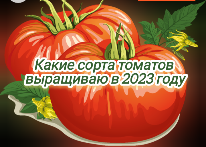 Какие сорта выращиваю в 2023 году